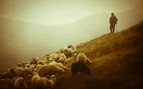 The Shepherd’s Work of Spiritual Mentoring | Tending Scattered Wool
